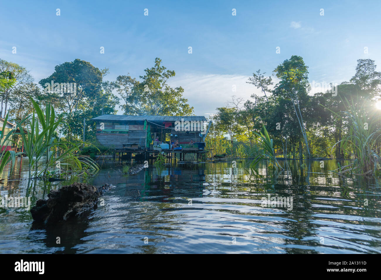 Brazilian rainforest at end of rainy season in May, Mamirauá ...