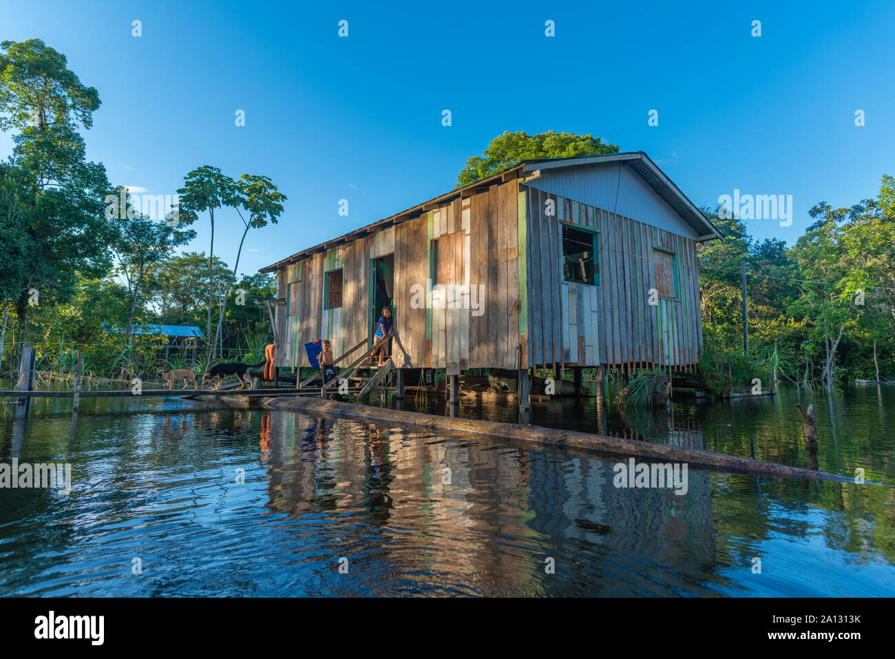 Brazilian rainforest at end of rainy season in May, Mamirauá ...