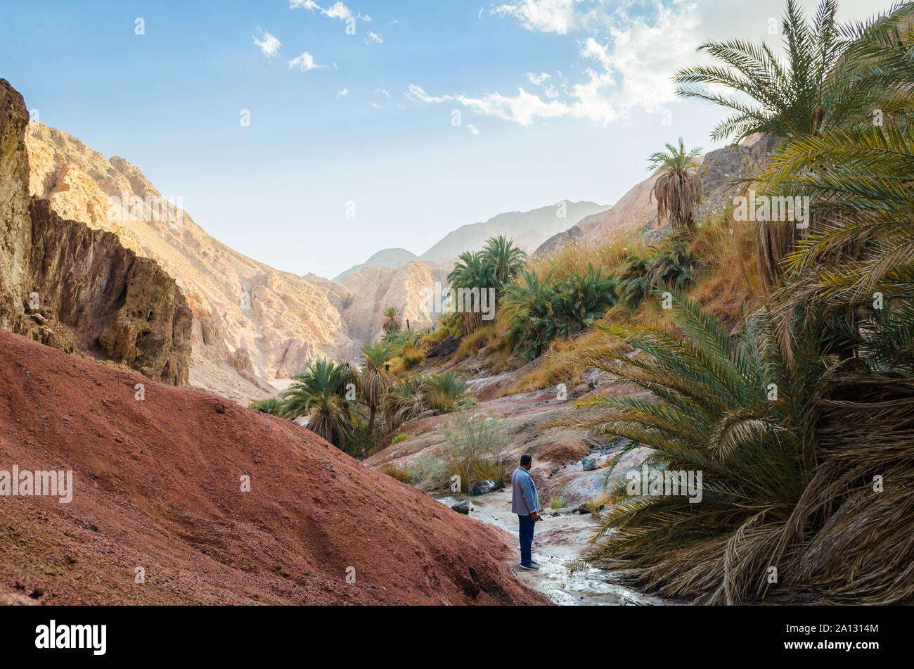 mountain landscape with palm trees and plants in the desert of Egypt ...