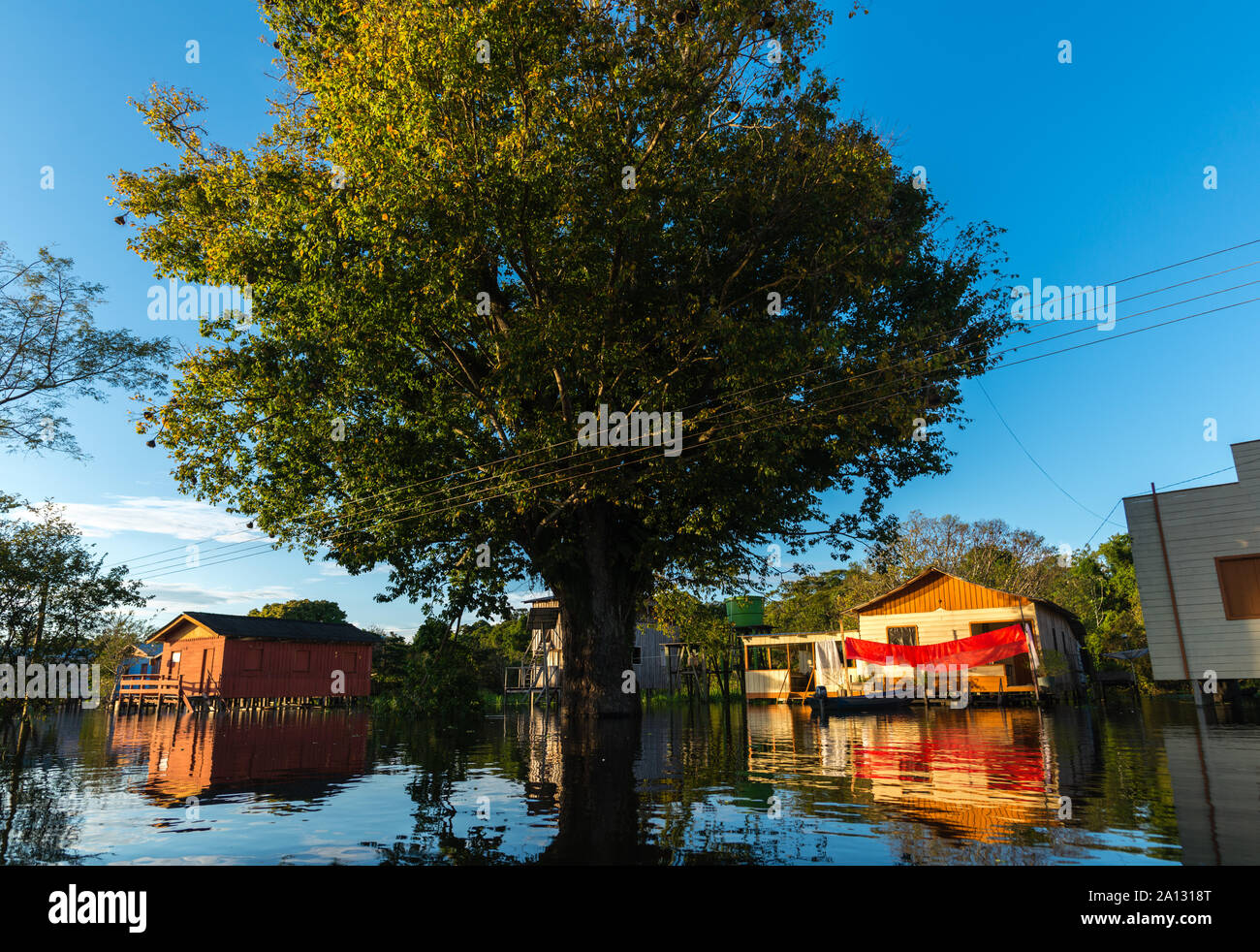 Brazilian rainforest at end of rainy season in May, Mamirauá ...