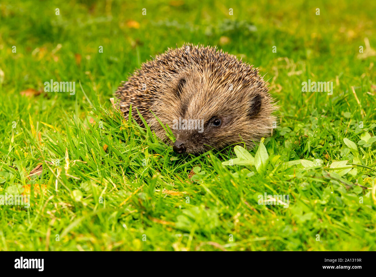 Wild hedgehog, (Scientific name: Erinaceus europaeus) Native, wild ...