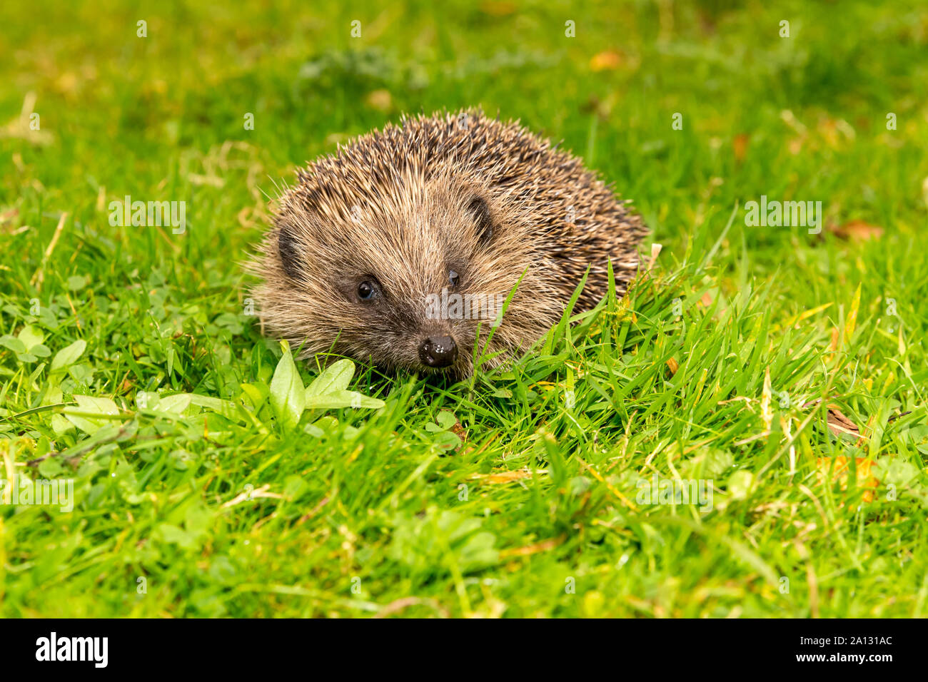 Wild hedgehog, (Scientific name: Erinaceus europaeus) Native, wild ...