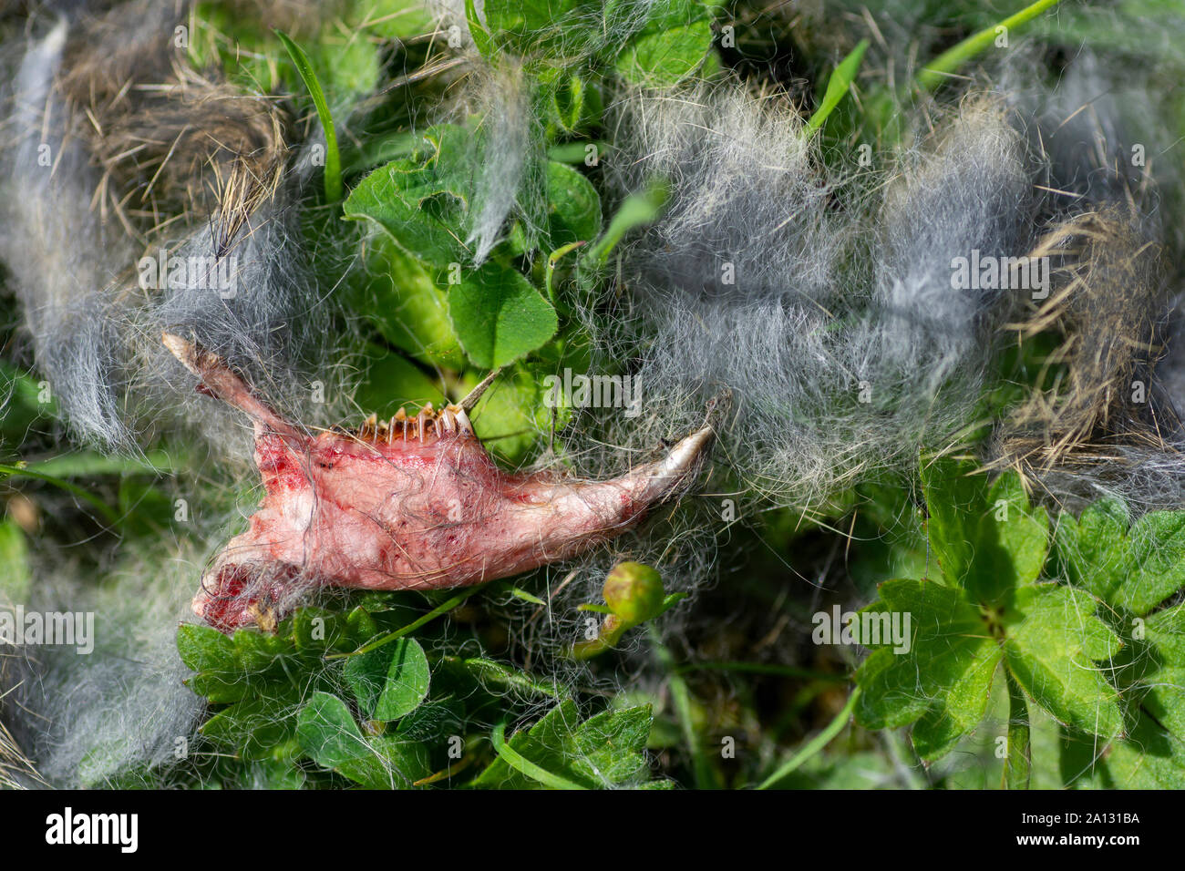 Jaw bone of leveret (Lepus europaeus) or rabbit (Oryctolagus cuniculus ...