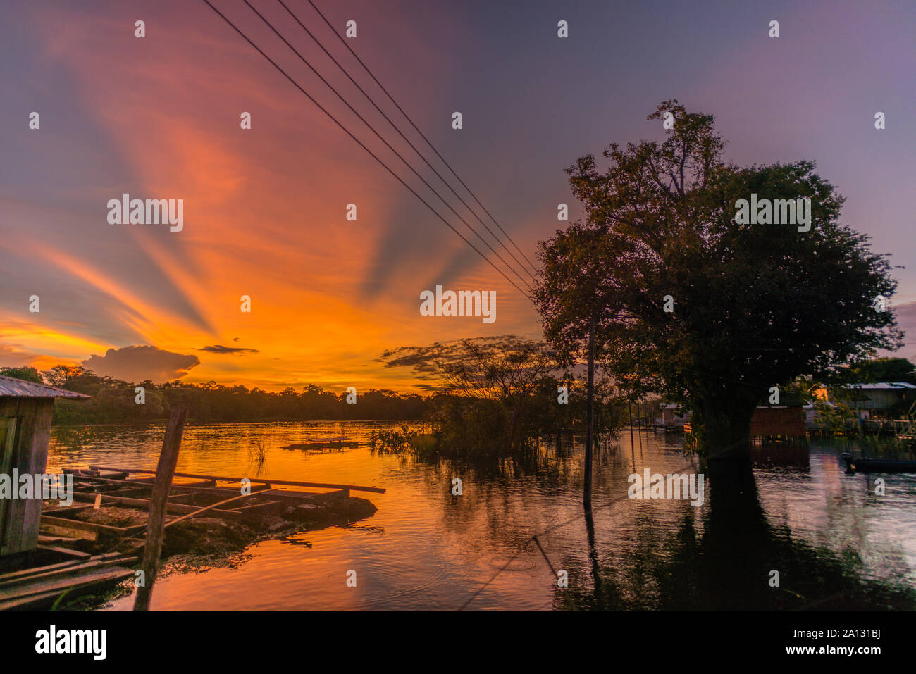 Brazilian rainforest at end of rainy season in May, Mamirauá ...