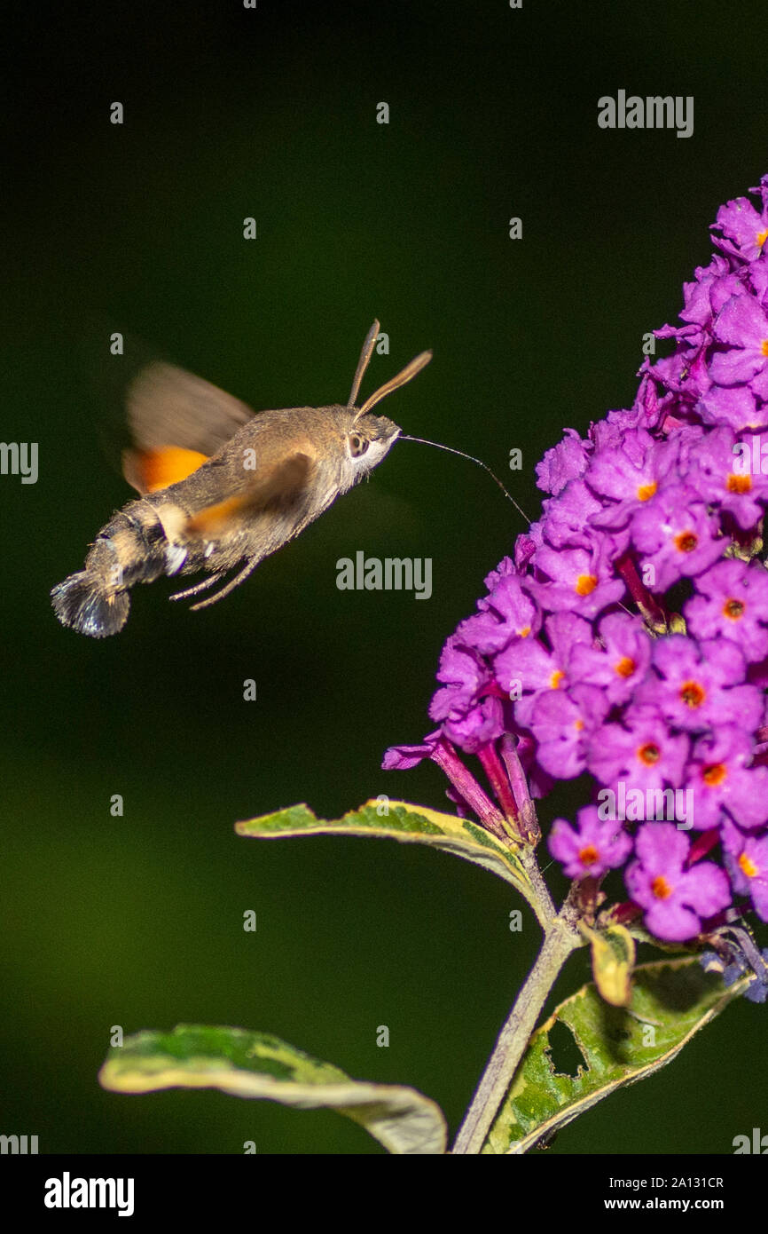 Hummingbird hawk-moth (Macroglossum stellatarum) feeding on a budlia ...