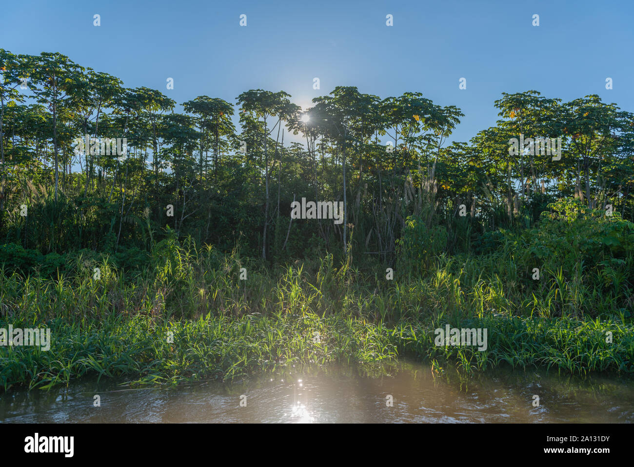 Brazilian rainforest at end of rainy season in May, Mamirauá ...