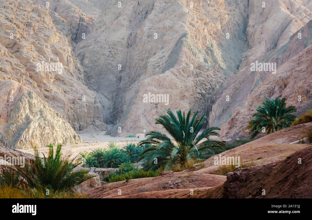mountain landscape with palm trees and plants in the desert of Egypt ...