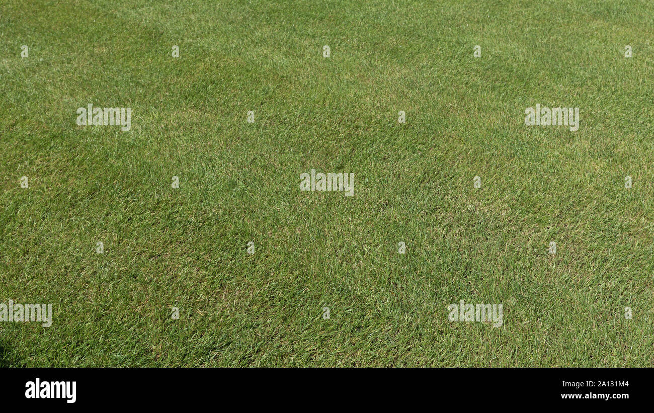 Lawn Grass Neatly Mowed Background Natural Texture Stock Photo - Alamy
