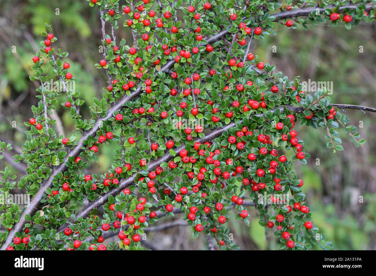 Beautiful red berries ripen on the branches Stock Photo - Alamy