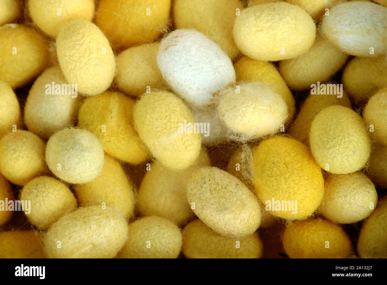 Silkworms and cocoons hi-res stock photography and images - Alamy