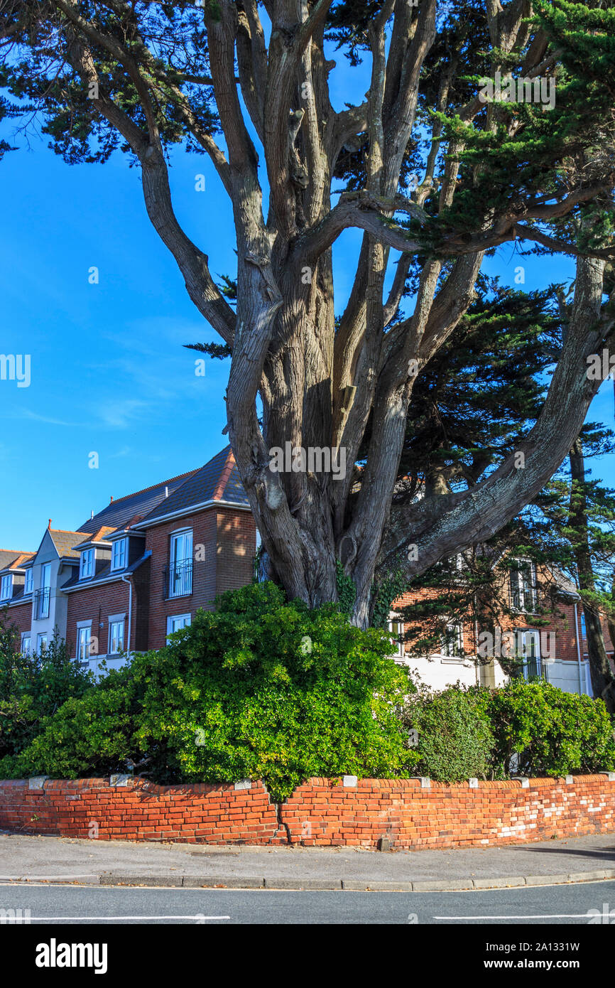 large tree causing brickwall to crack weymouth dorset england uk gb ...
