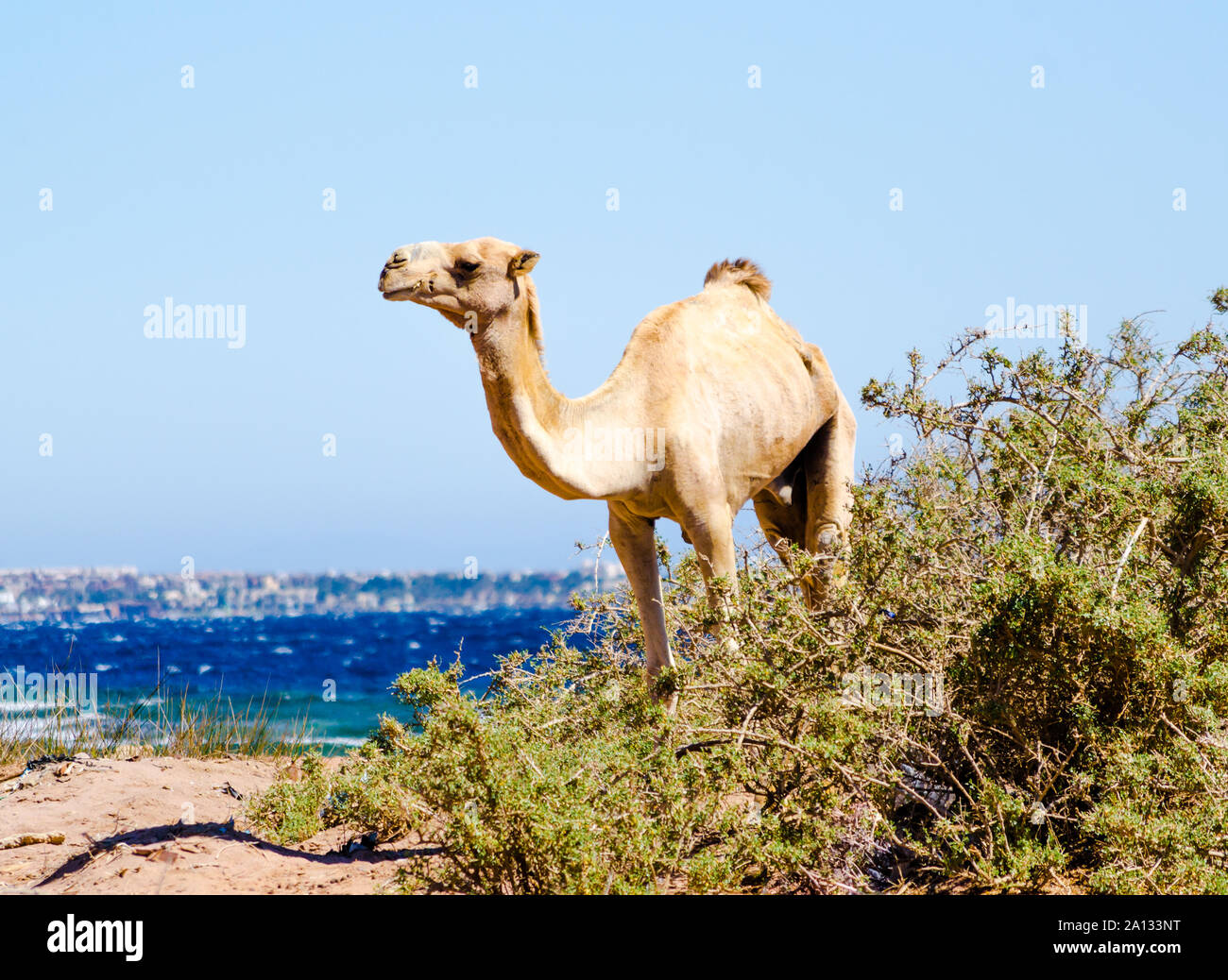 lonely thin camel in the bush on the Red Sea coast Stock Photo - Alamy