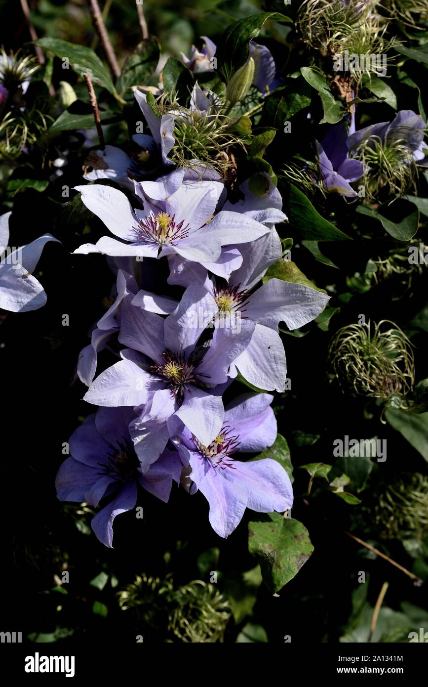 Bernadine hi-res stock photography and images - Alamy