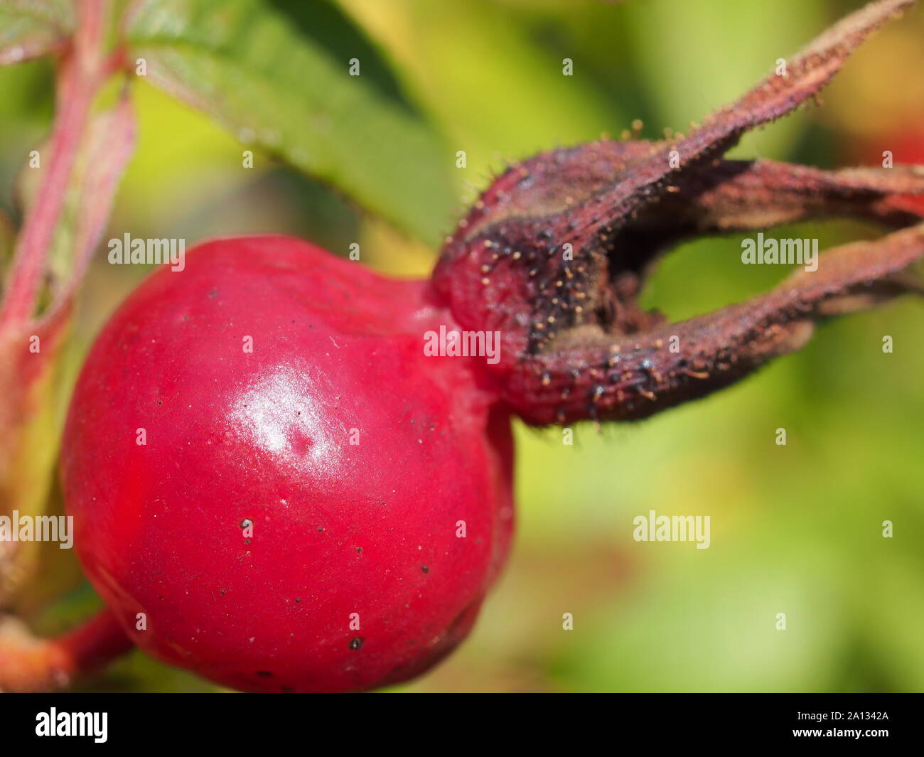 Rosehip fruits hi-res stock photography and images - Alamy
