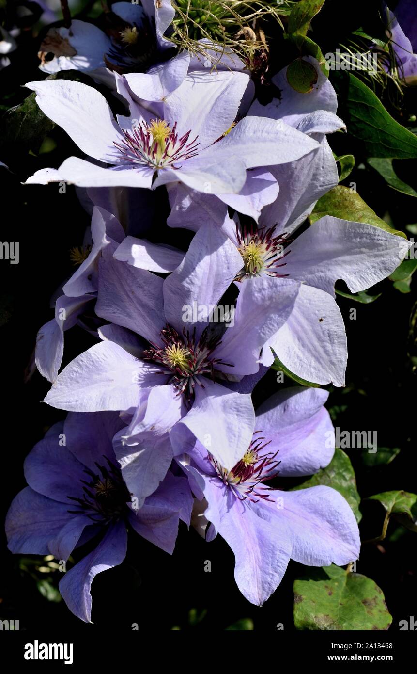 Bernadine hi-res stock photography and images - Alamy