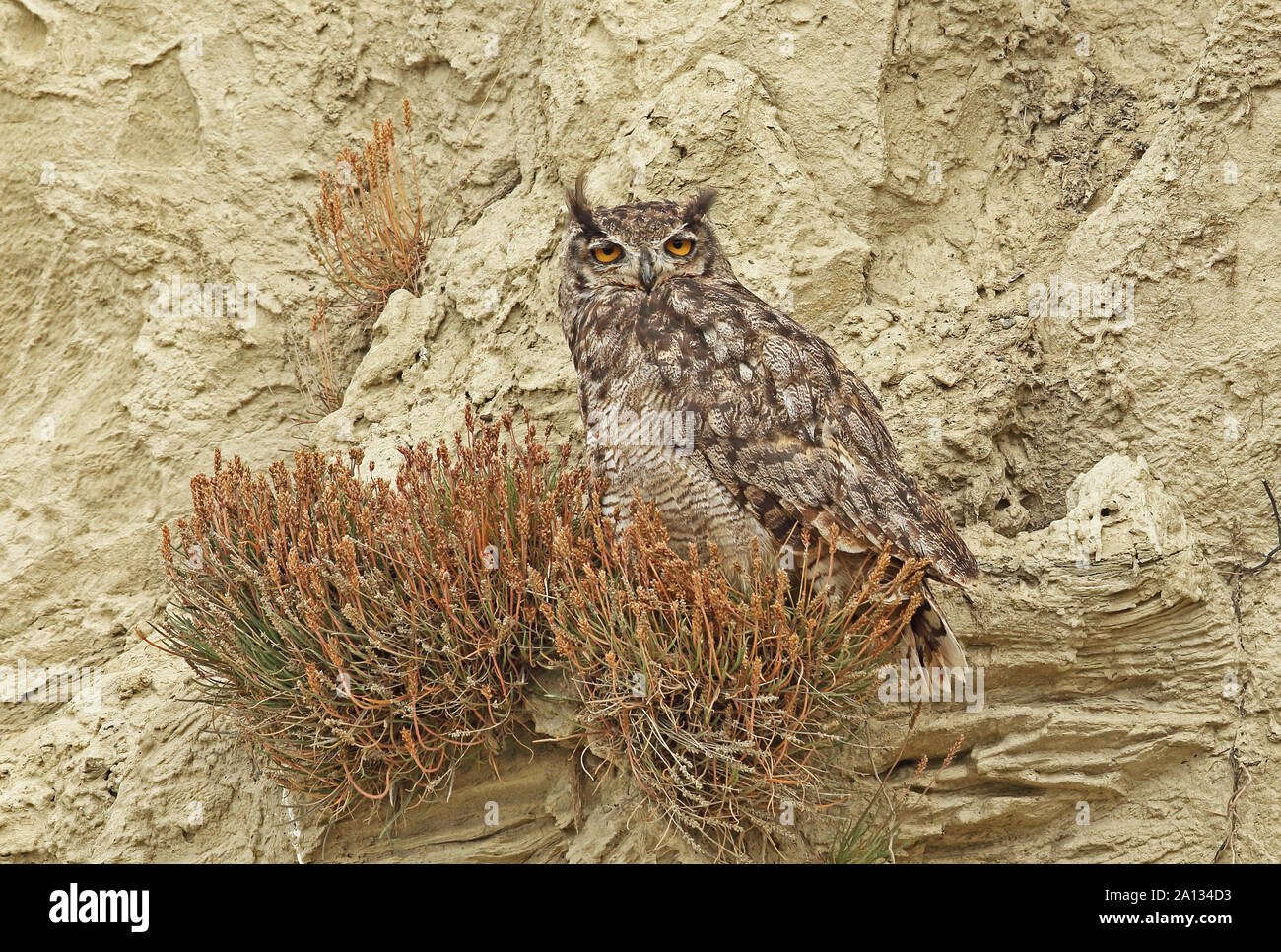 Magellanic Horned Owl (Bubo magellanicus) adult perched on ledge on ...