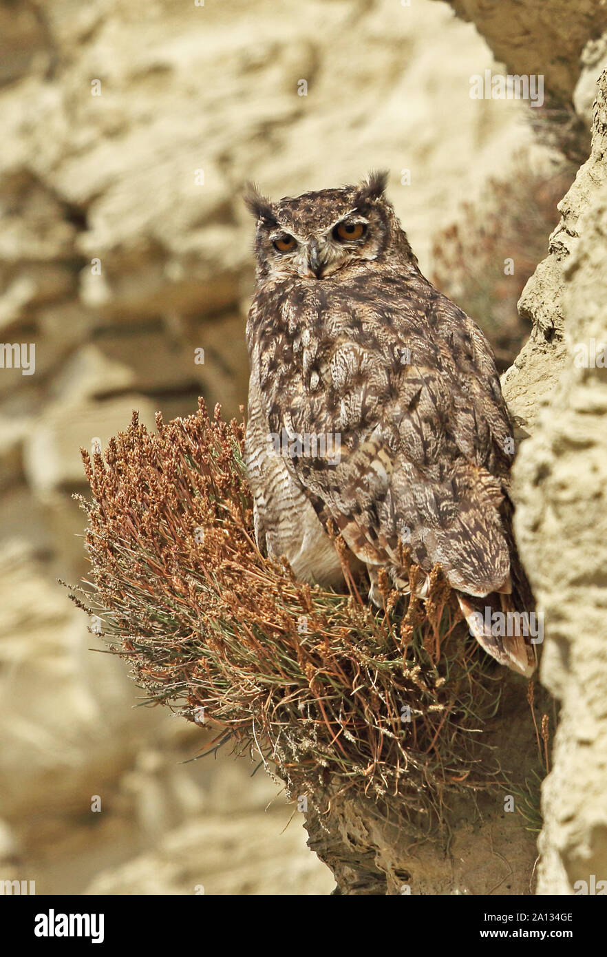 Magellanic Horned Owl (Bubo magellanicus) adult perched on ledge on ...
