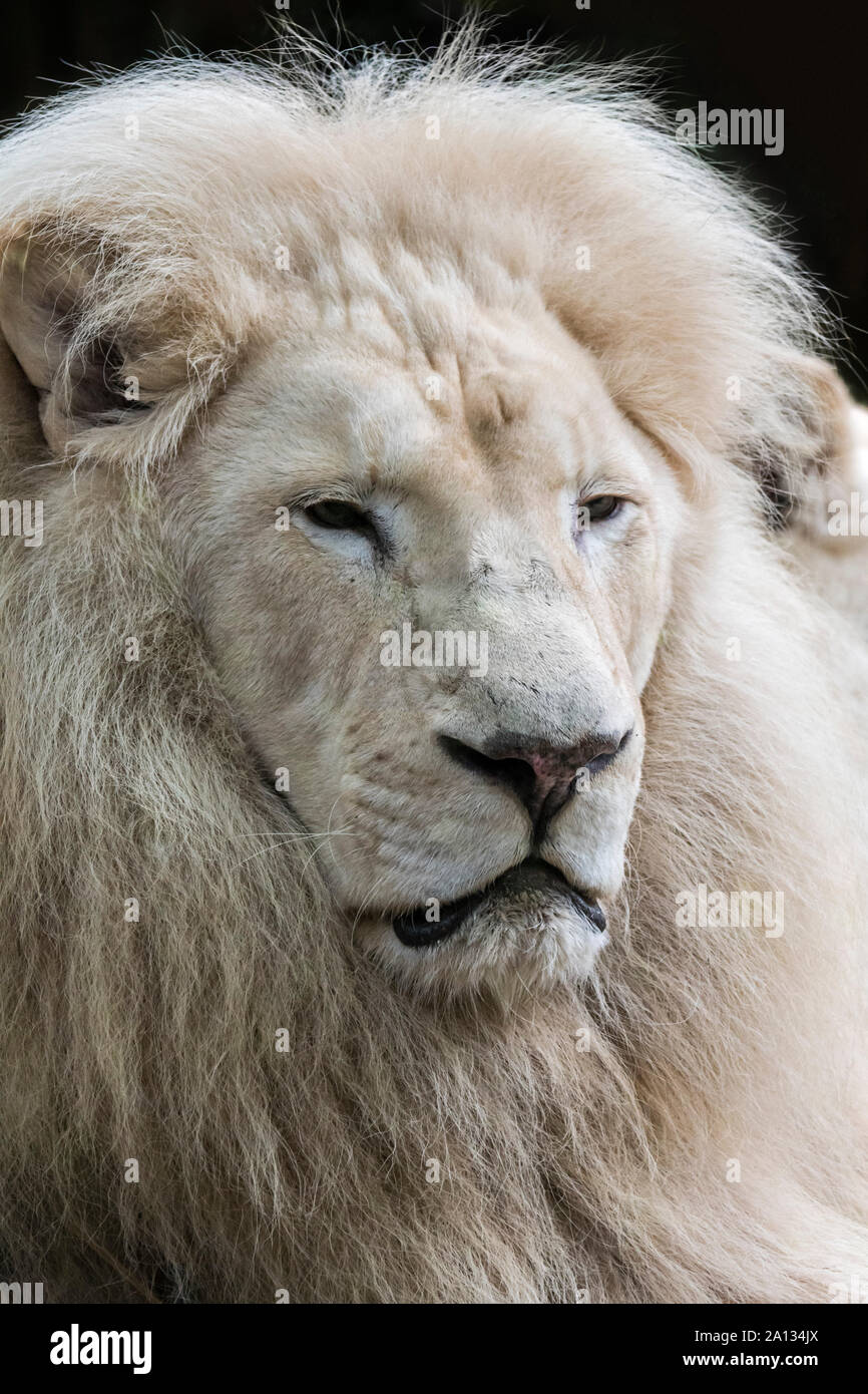 Male leucistic white lion (Panthera leo krugeri) rare morph with a ...