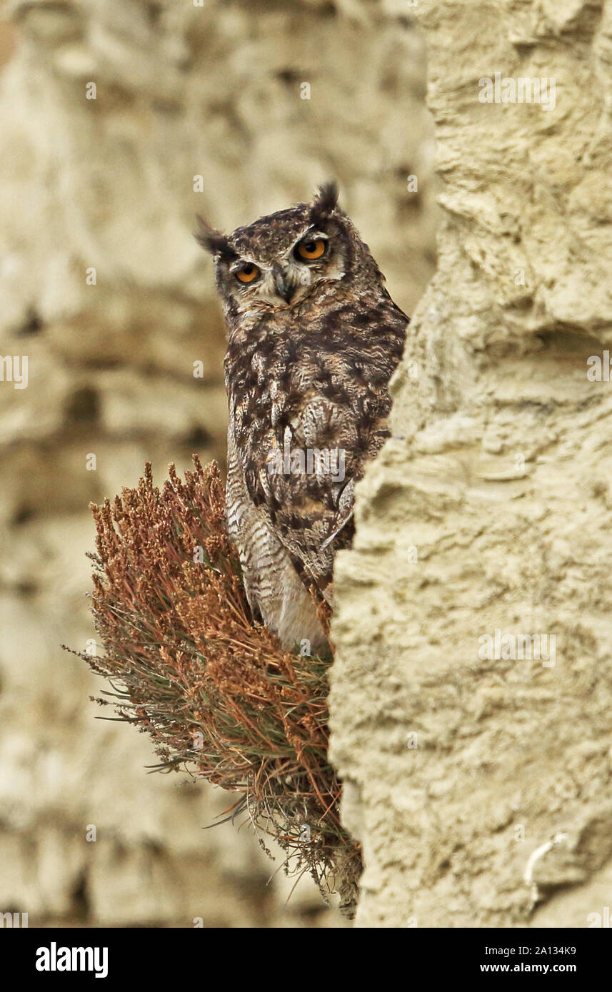 Magellanic Horned Owl (Bubo magellanicus) adult perched on ledge on ...