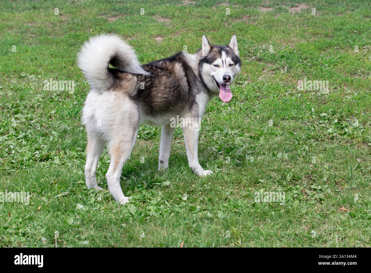Cute siberian husky is standing on a green grass in the park. Pet ...