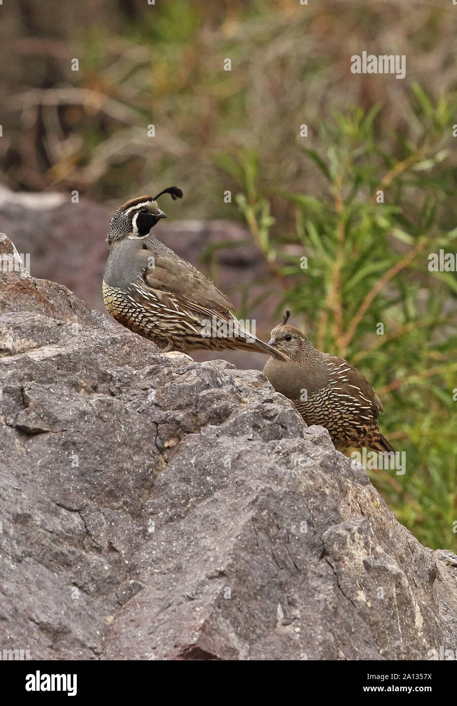 California Quail (Callipepla californica) adult pair standing on a rock ...