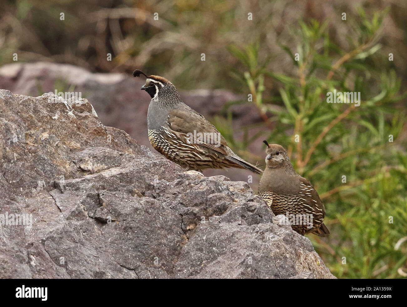 California Quail (Callipepla californica) adult pair standing on a rock ...
