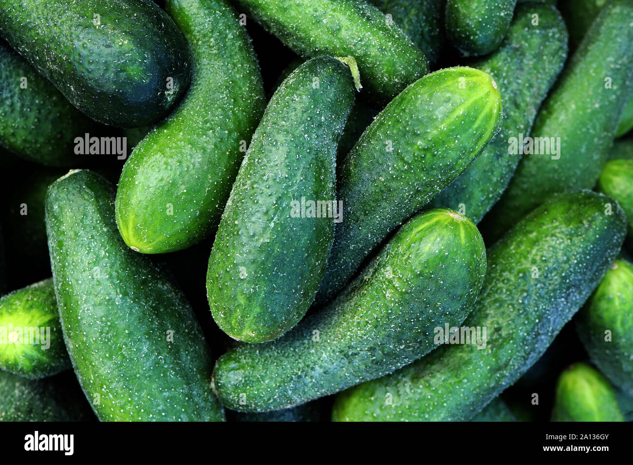 Cucumber texture hi-res stock photography and images - Alamy