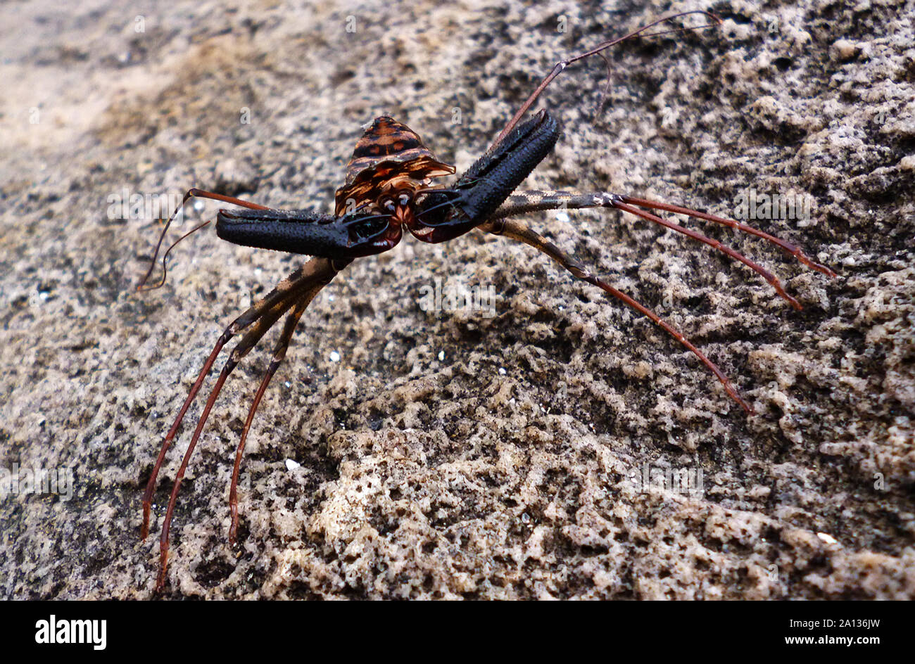 Whip spider hi-res stock photography and images - Alamy