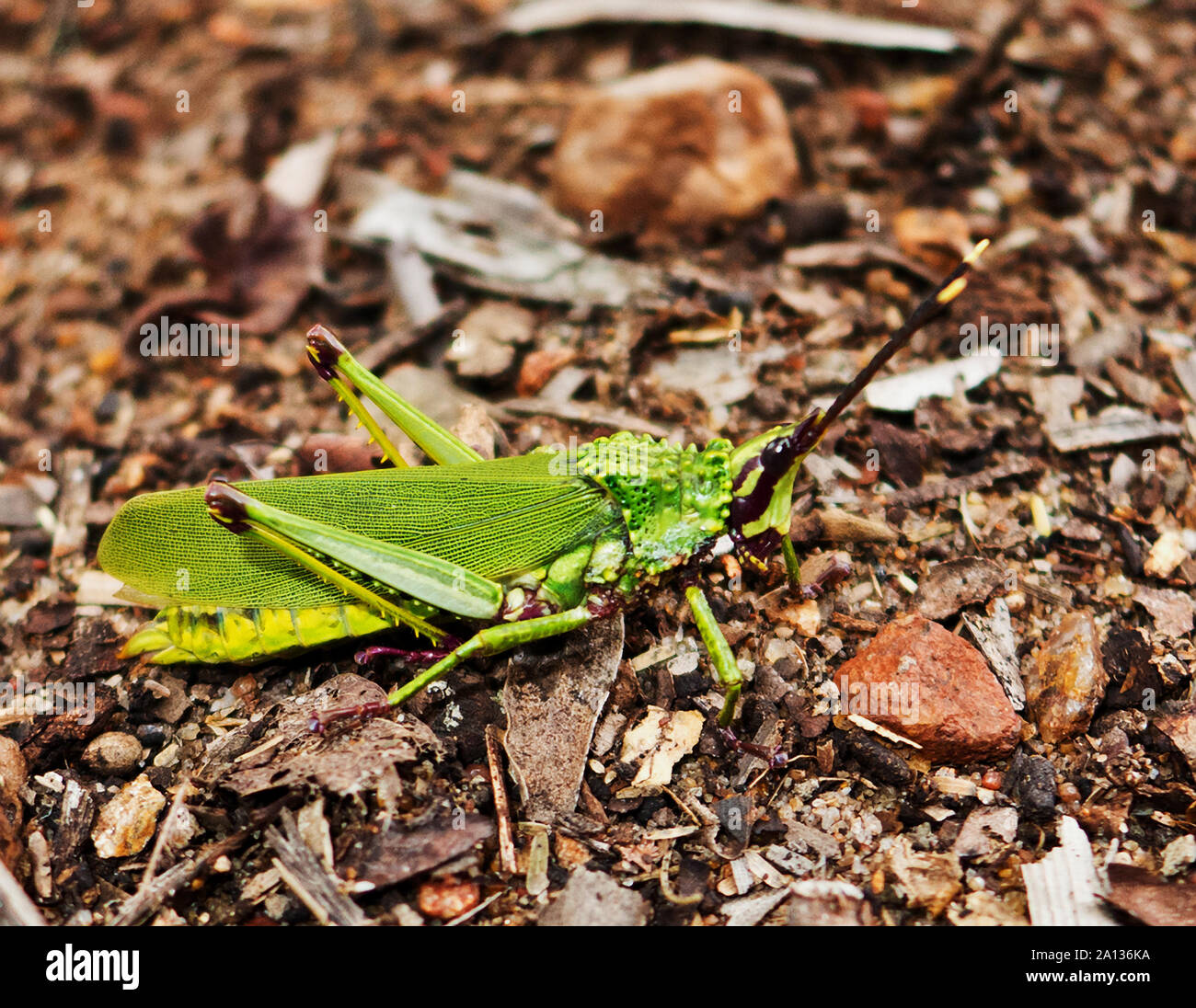 Grasshopper Predators