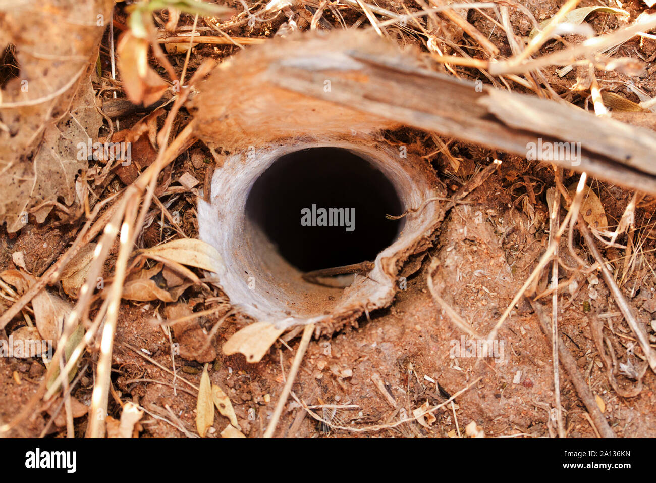 Trap door spider hi-res stock photography and images - Alamy