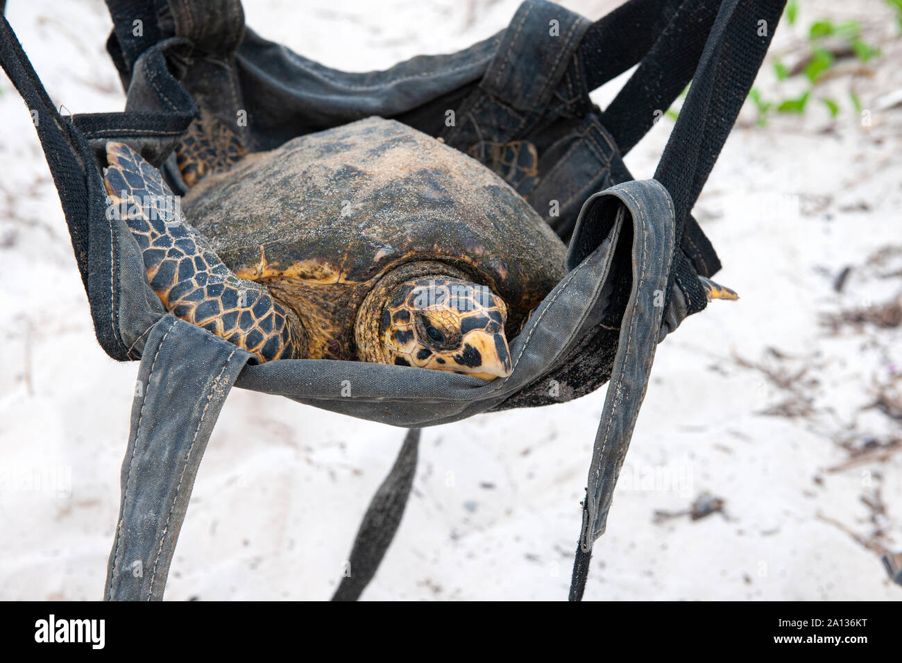 Repatriating Turtles at Watamu Beach Kenya Africa Stock Photo - Alamy