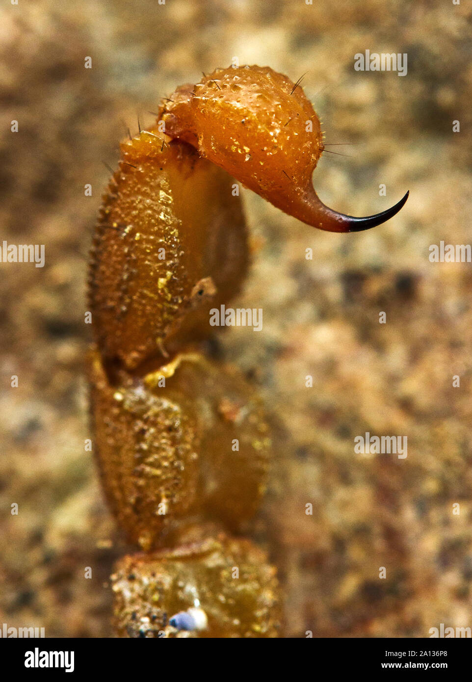 Scorpions scorpiones hi-res stock photography and images - Alamy