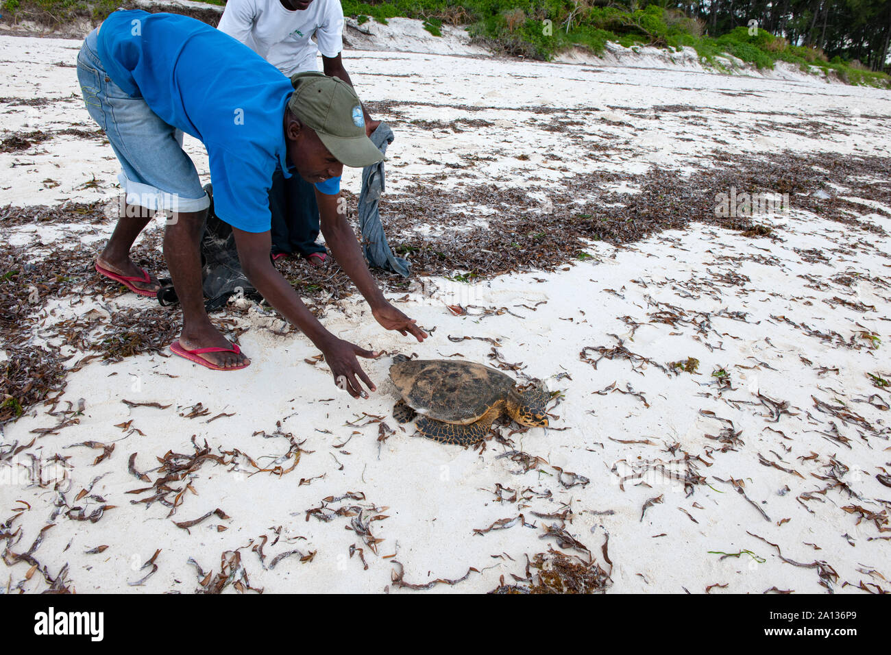 Watamu kenya turtle hi-res stock photography and images - Alamy