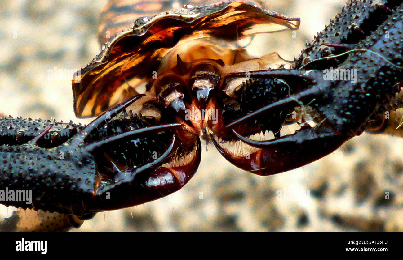 Whip spider hi-res stock photography and images - Alamy