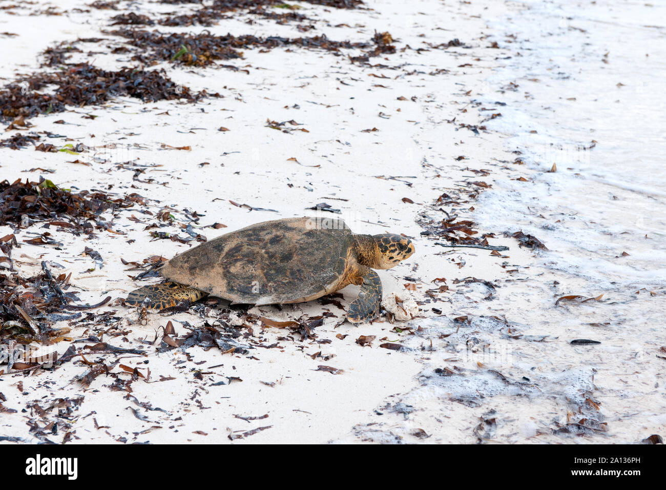 Watamu kenya turtle hi-res stock photography and images - Alamy