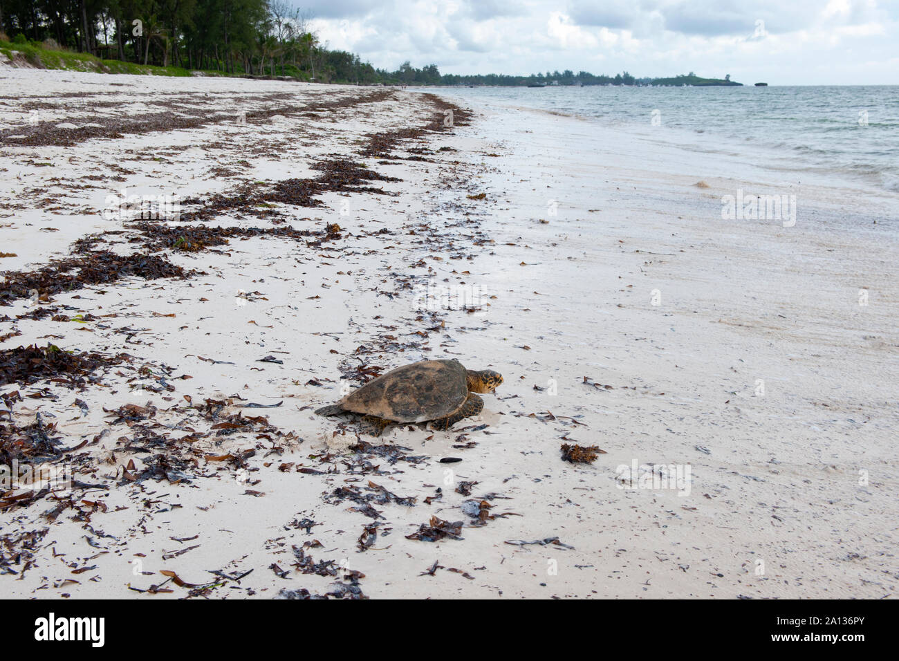 Tourist beach turtles hi-res stock photography and images - Alamy