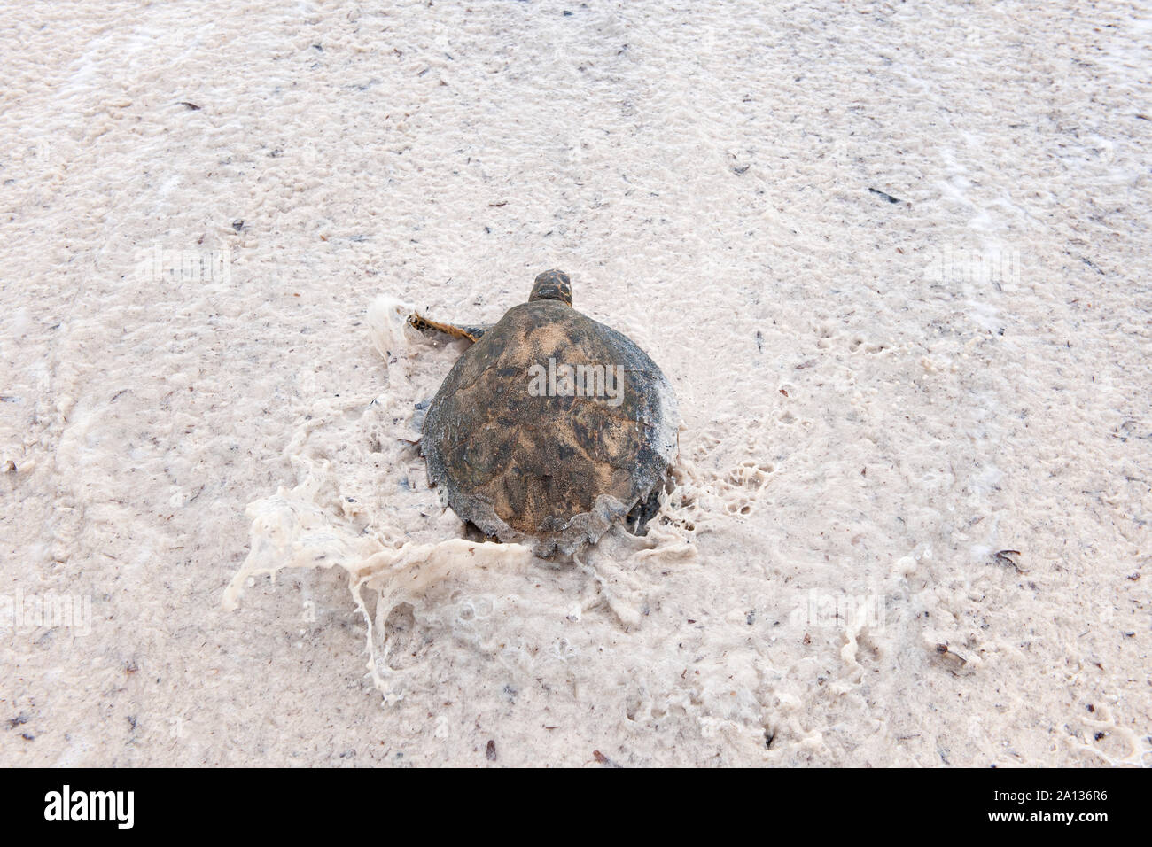 Watamu kenya turtle hi-res stock photography and images - Alamy