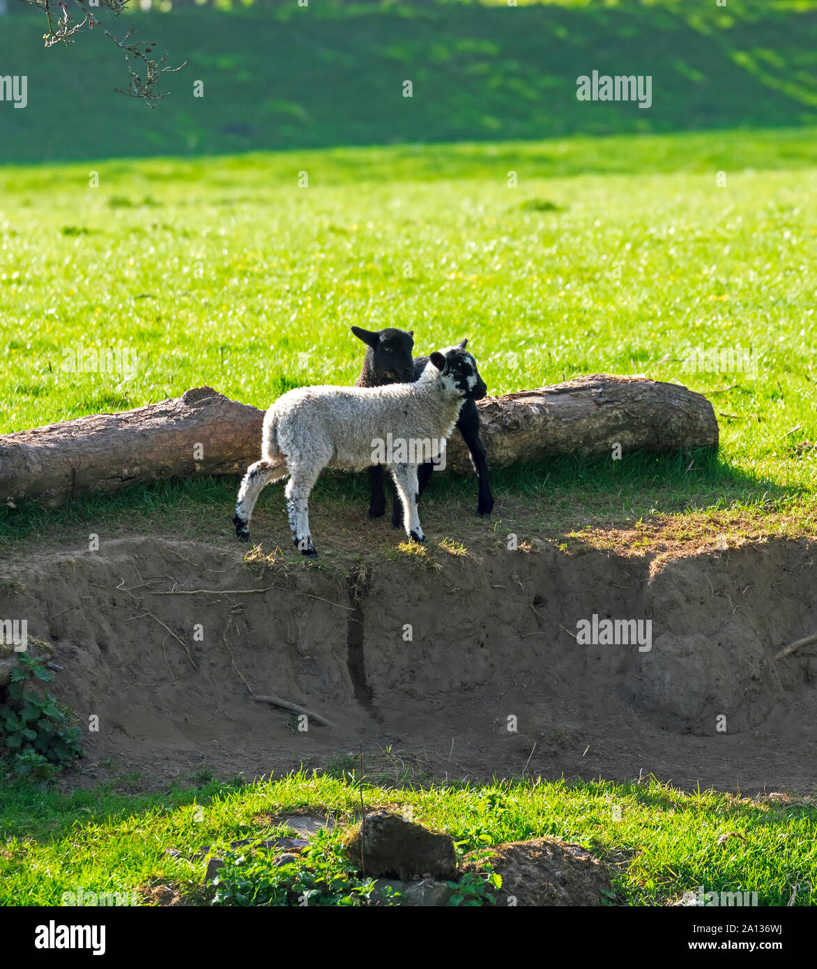 English spring lamb hi-res stock photography and images - Alamy