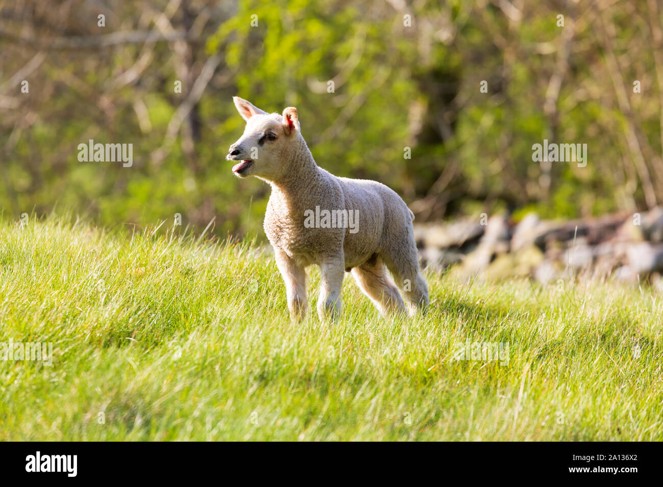 Cute lamb spring hi-res stock photography and images - Alamy