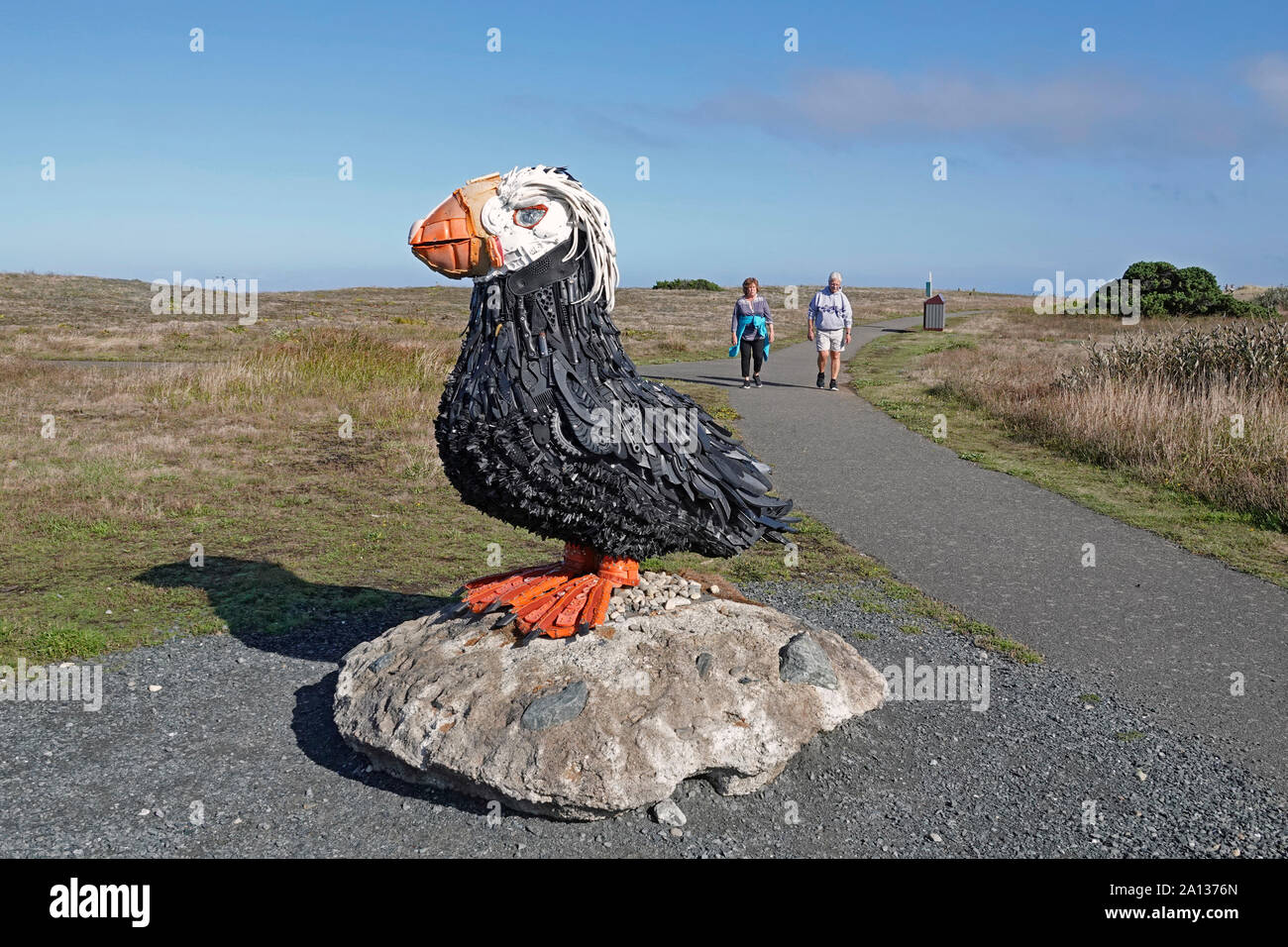 A giant tufted puffin along a beach walk in Bandon, Oregon. The puffin ...