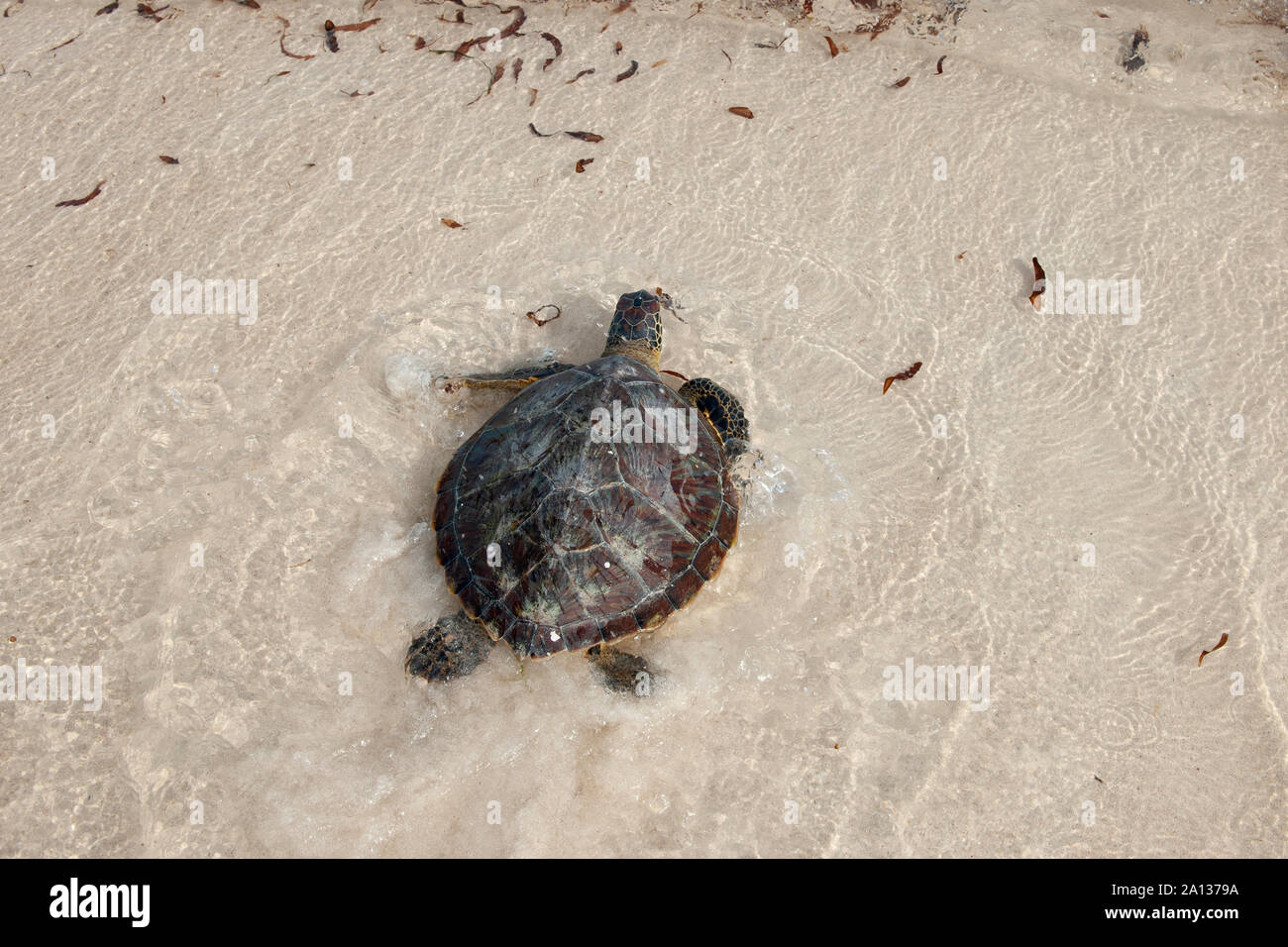 Watamu kenya turtle hi-res stock photography and images - Alamy
