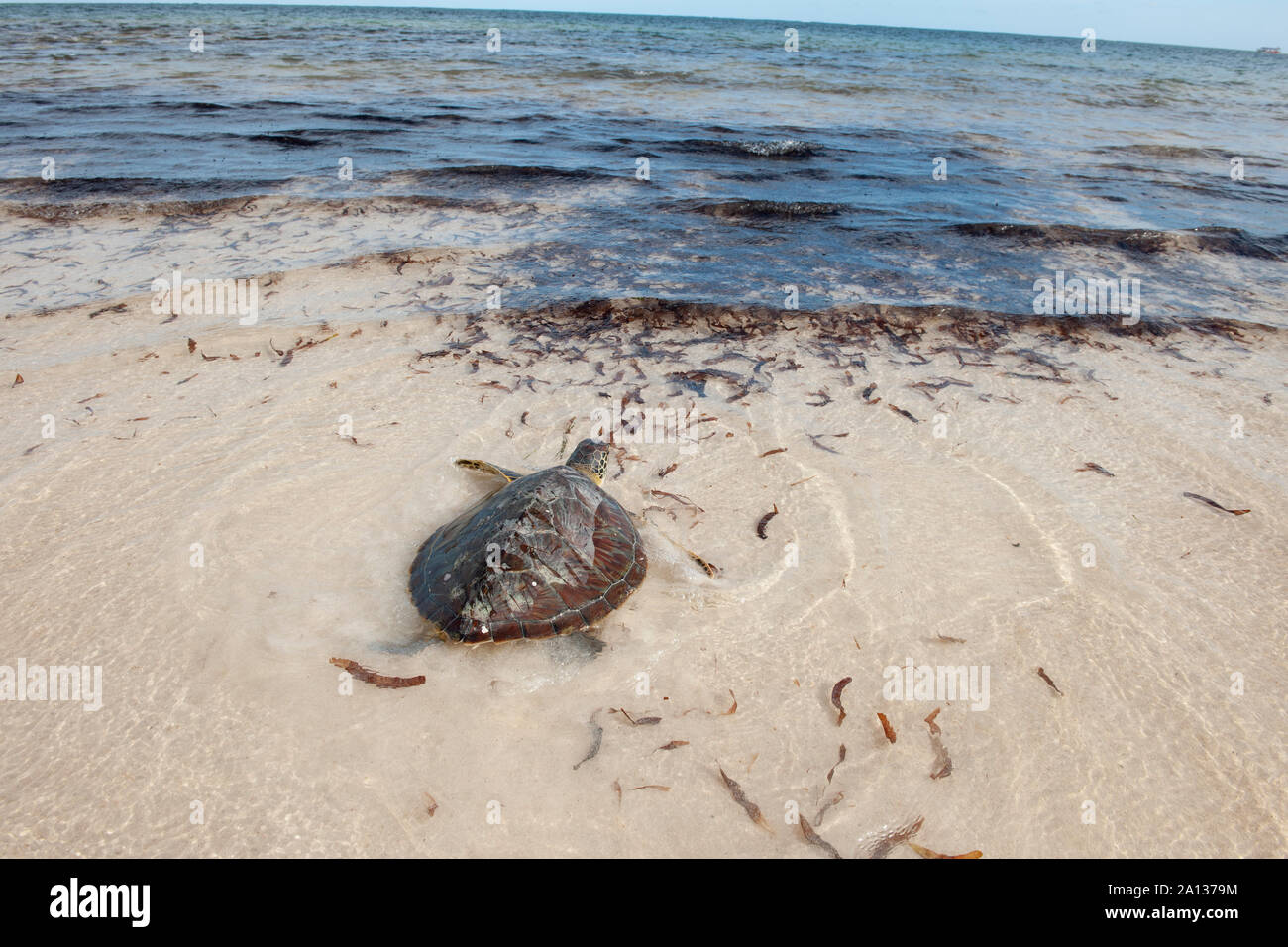 Tourist beach turtles hi-res stock photography and images - Alamy