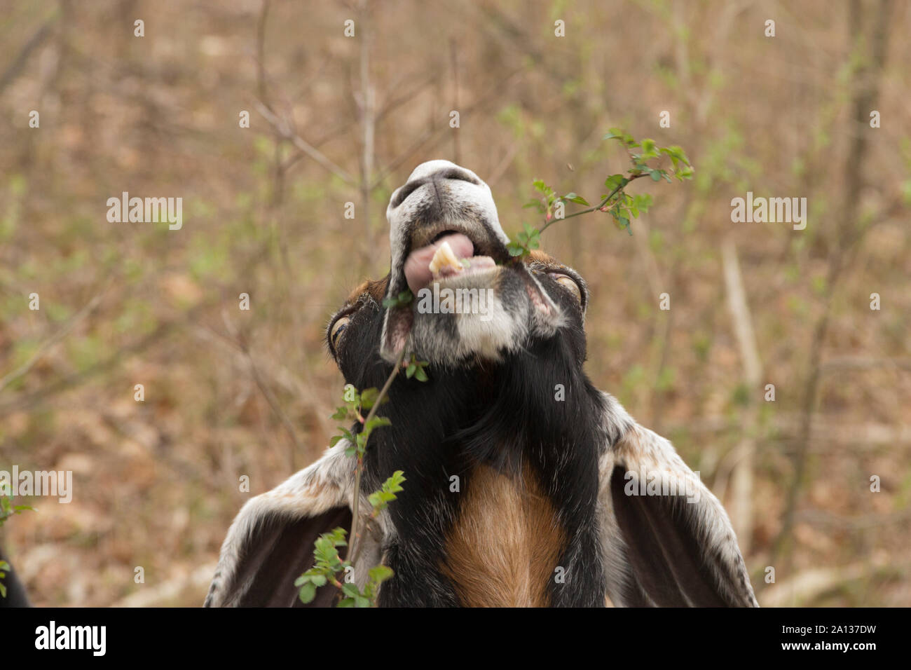 Adult goat on a dairy farm Stock Photo - Alamy