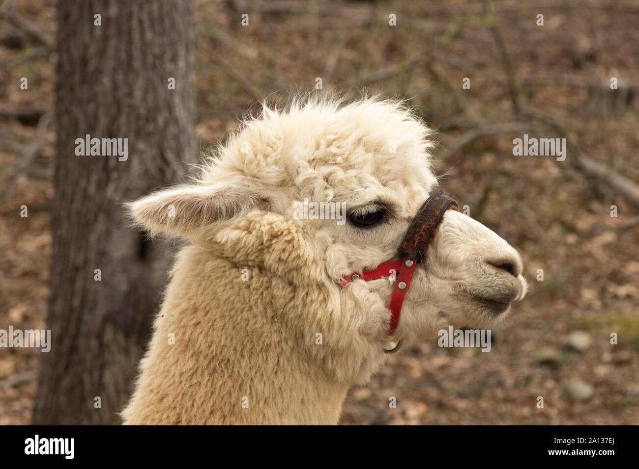 Adult alpaca close up Stock Photo - Alamy