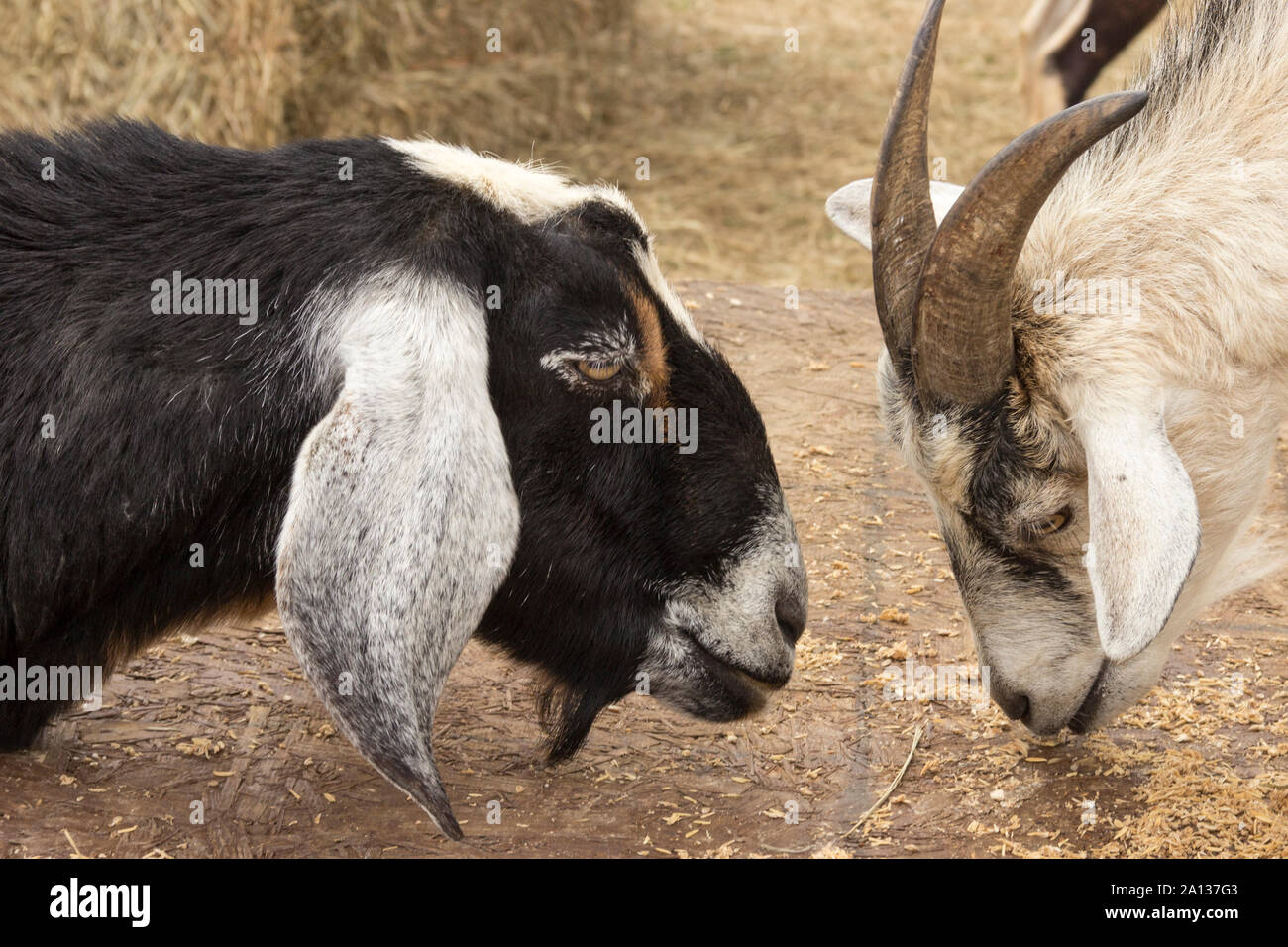 Goats head hi-res stock photography and images - Alamy