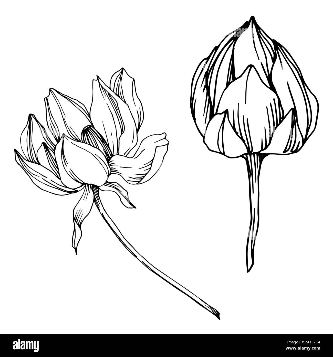 Vector Lotus floral botanical flower. Black and white engraved ink art ...