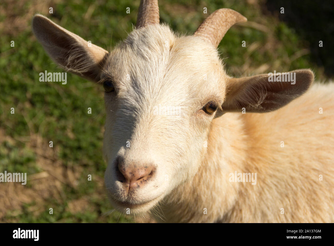 Adult goat on a farm Stock Photo - Alamy
