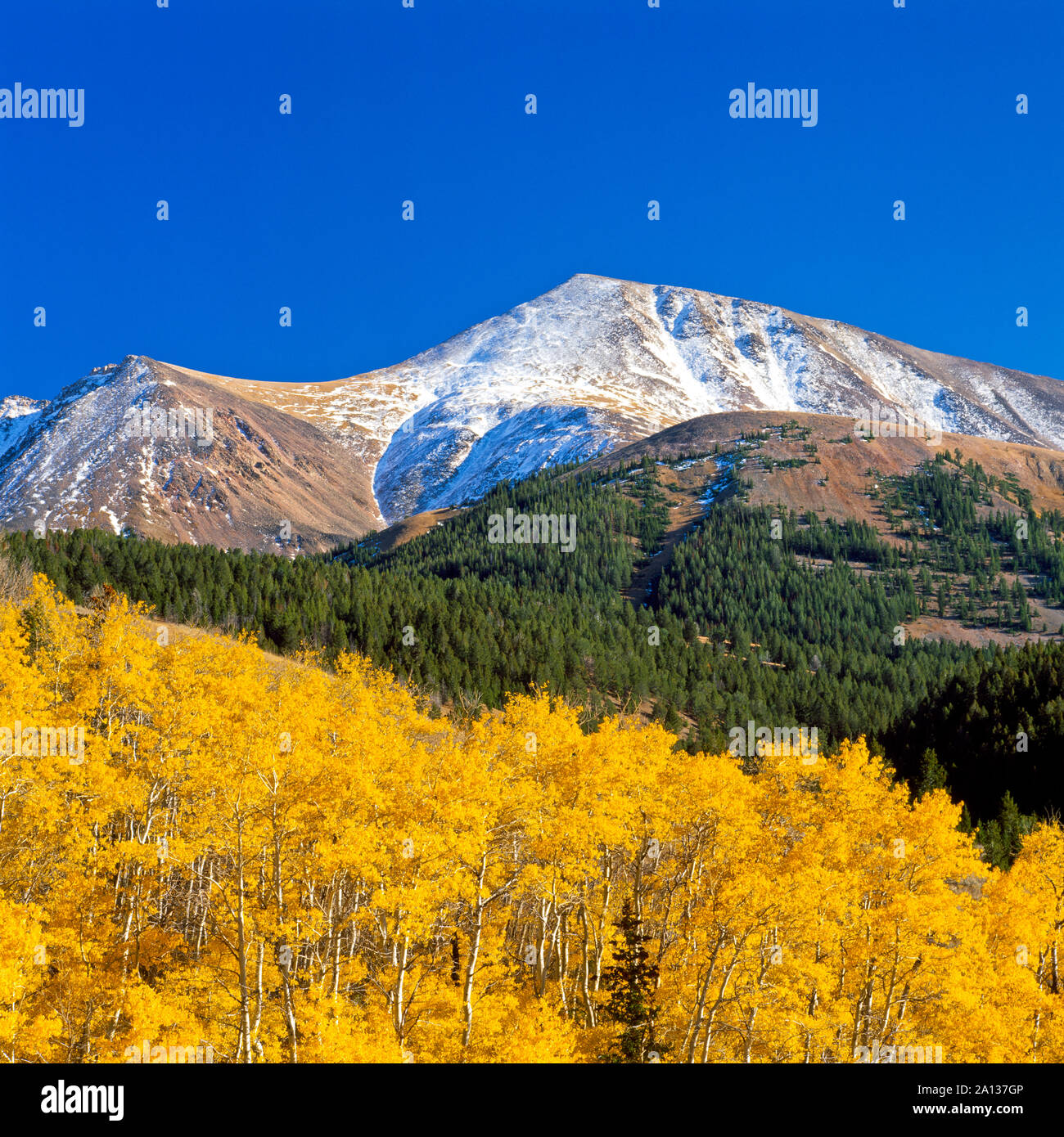 aspen in fall color below the lima peaks near lima, montana Stock Photo ...