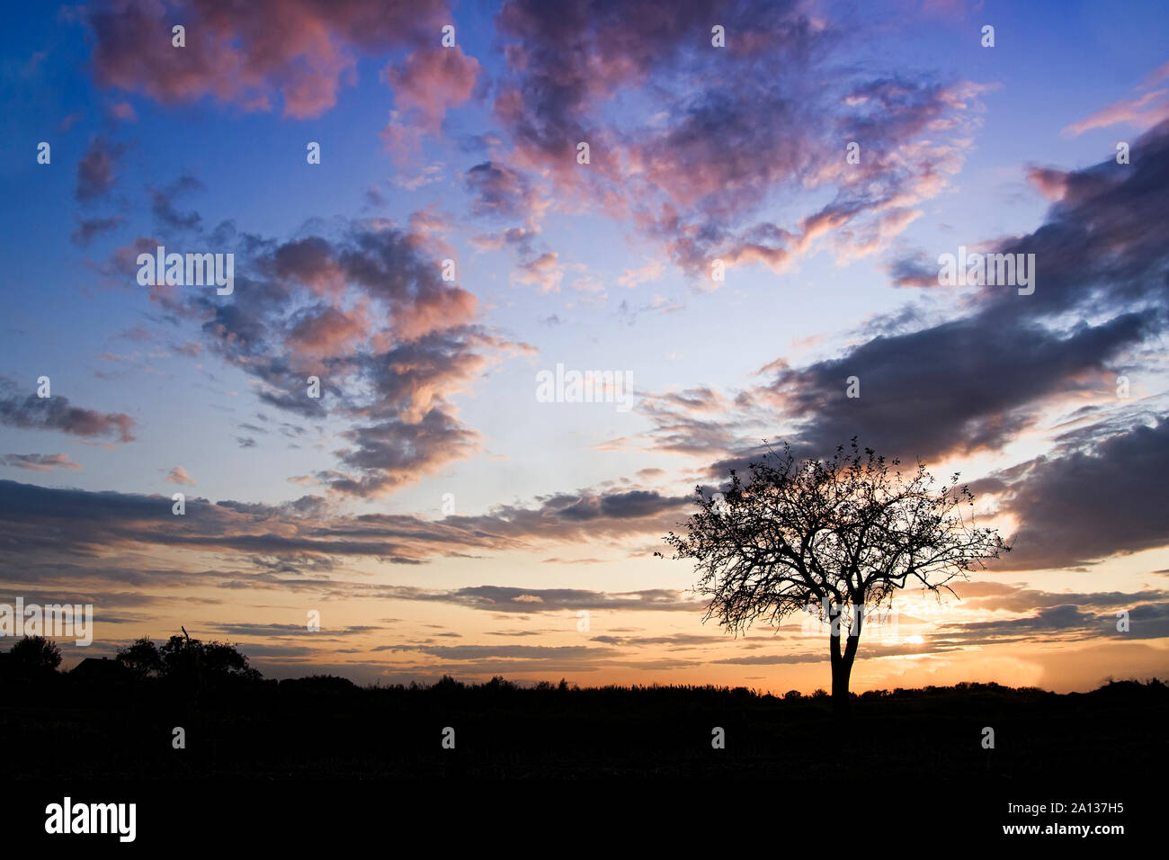 Dark tree on sun hi-res stock photography and images - Alamy