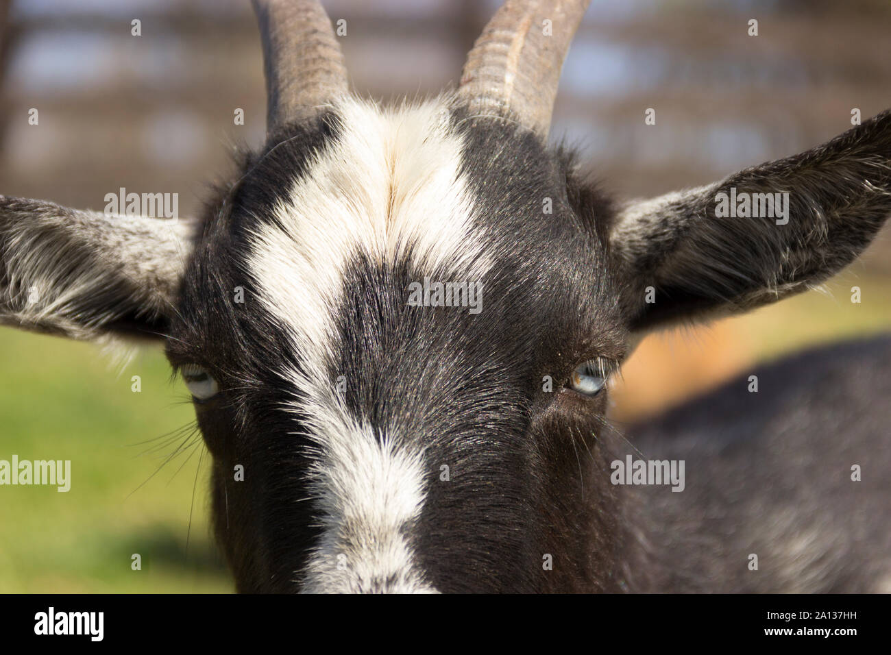 Adult goat on a farm Stock Photo - Alamy